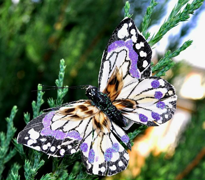 Дарья Носонова