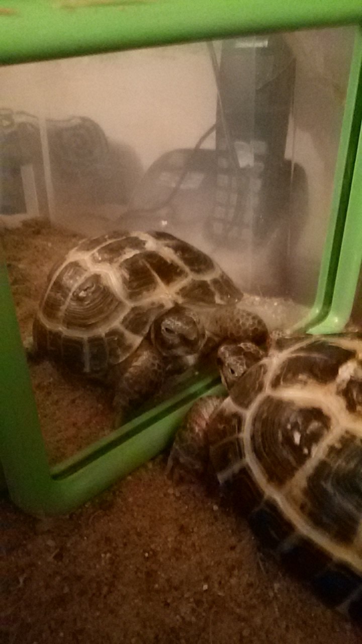 My turtle thinks a lot.. : r/turtle