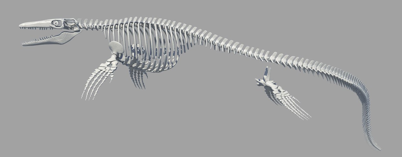 Mosasaurus size - Animalia