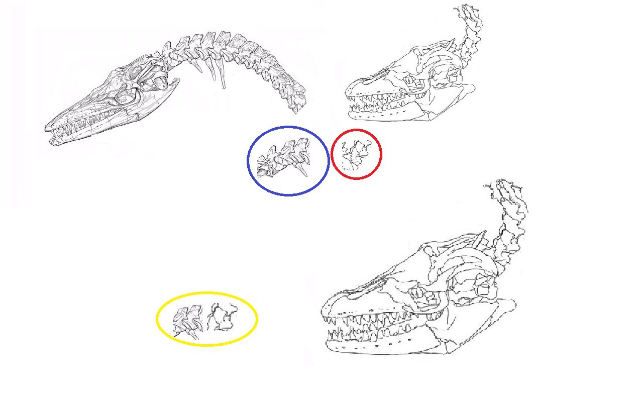 Mosasaurus size - Animalia