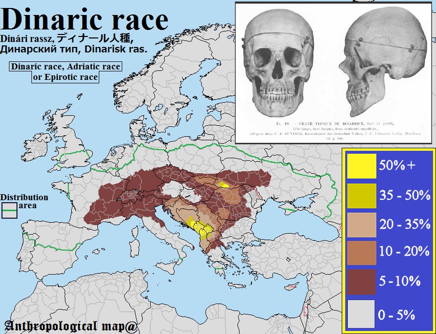 Dinaric race | Arktos