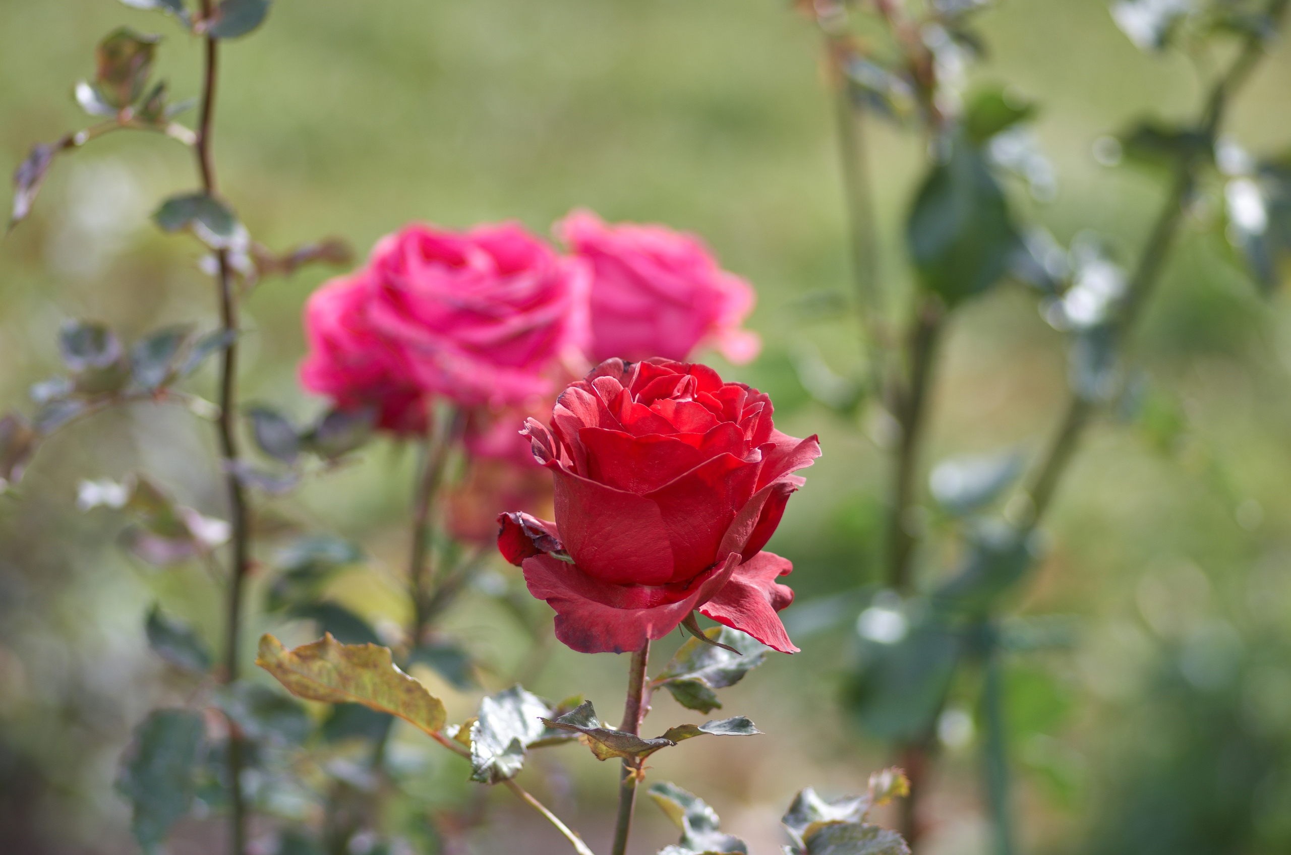 October roses still alive - PentaxForums.com