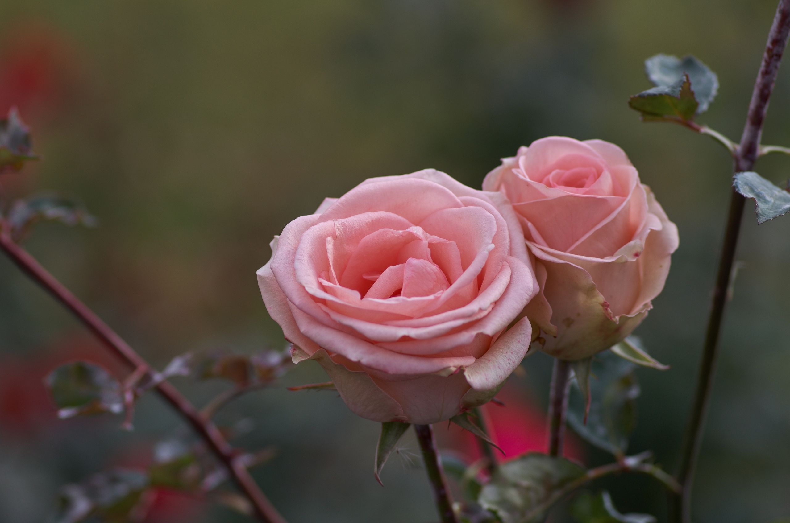 October roses still alive - PentaxForums.com