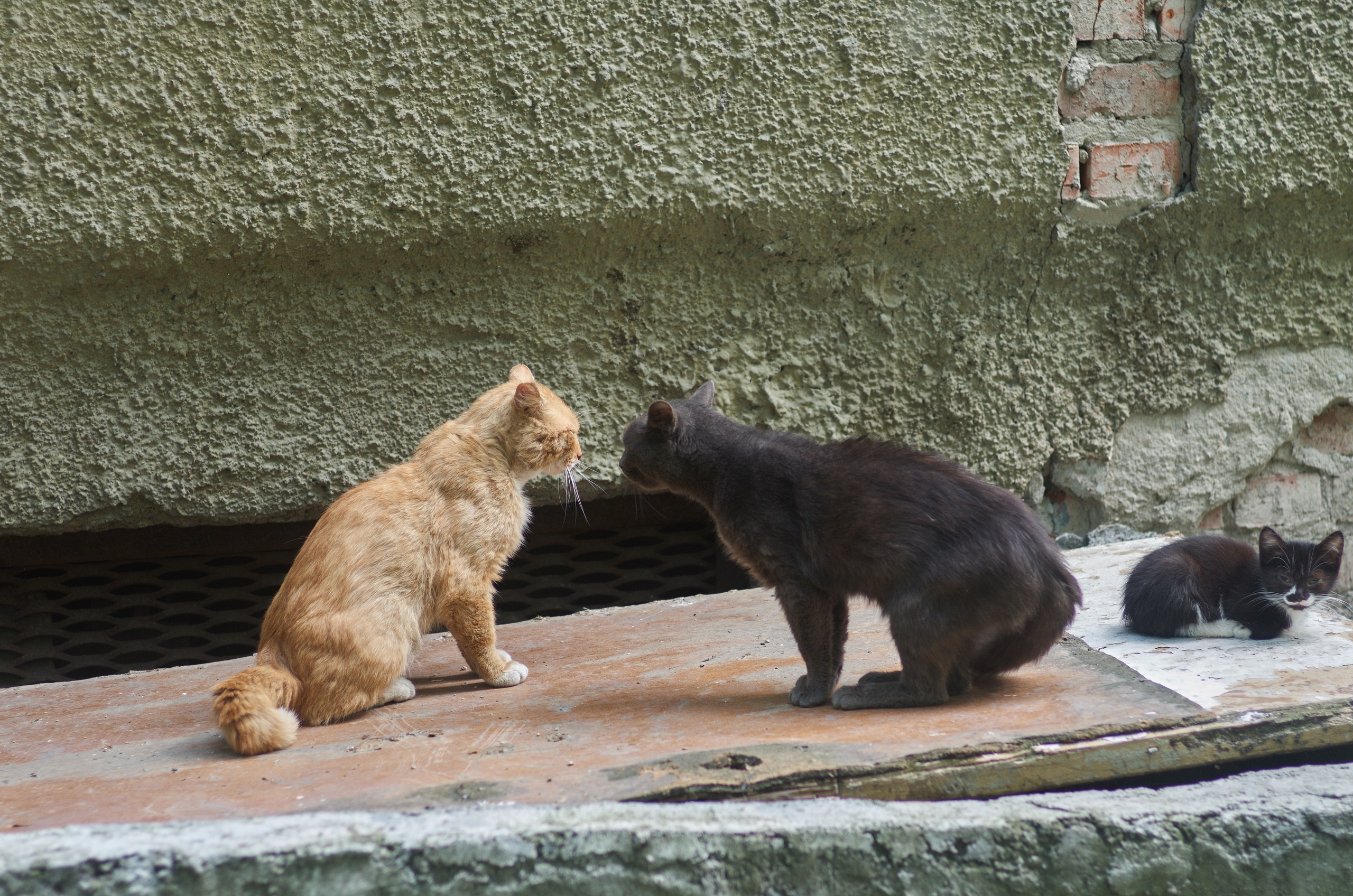 Some scenes of stray cats life - PentaxForums.com