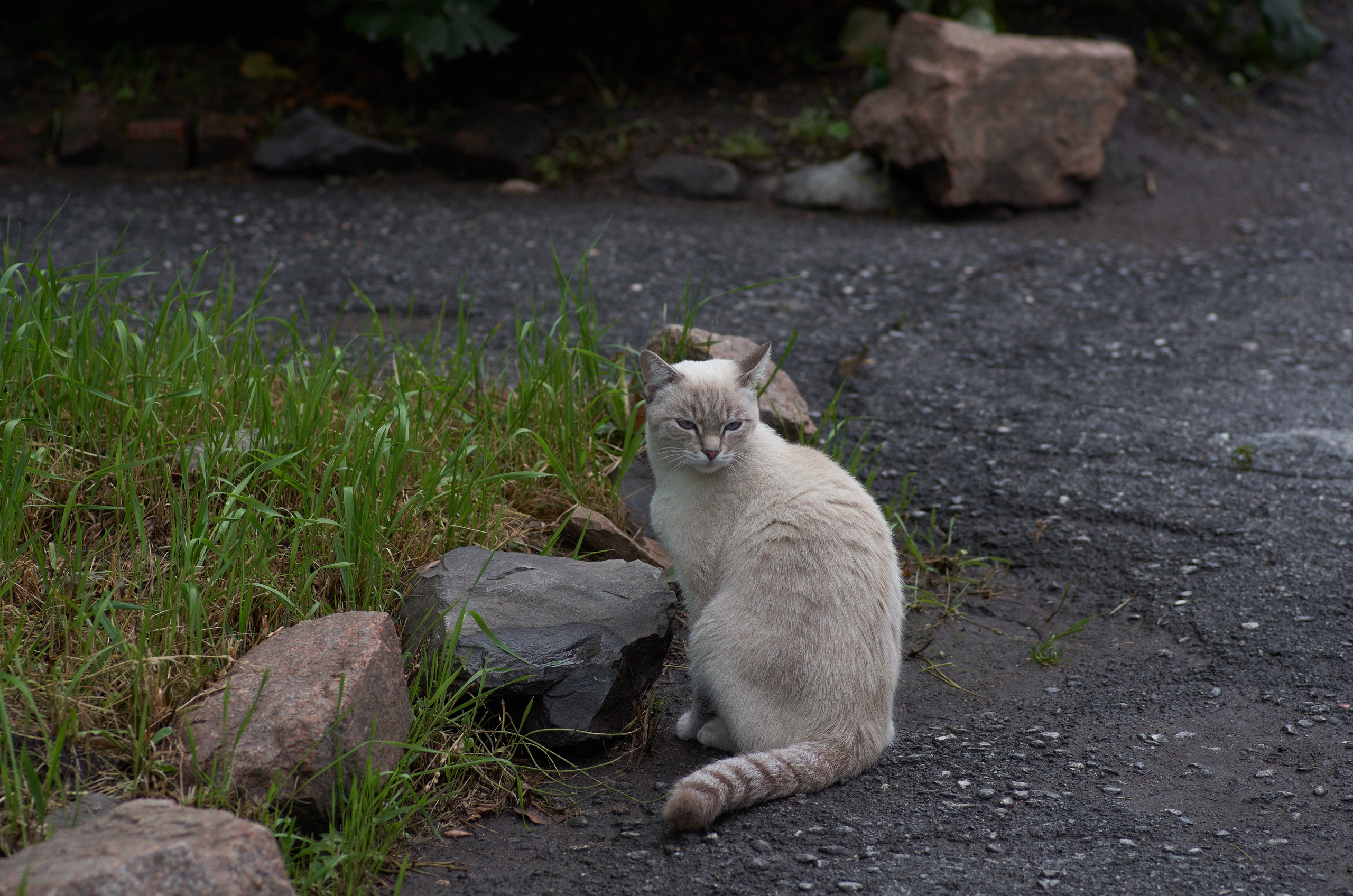 Dull day's cats - PentaxForums.com