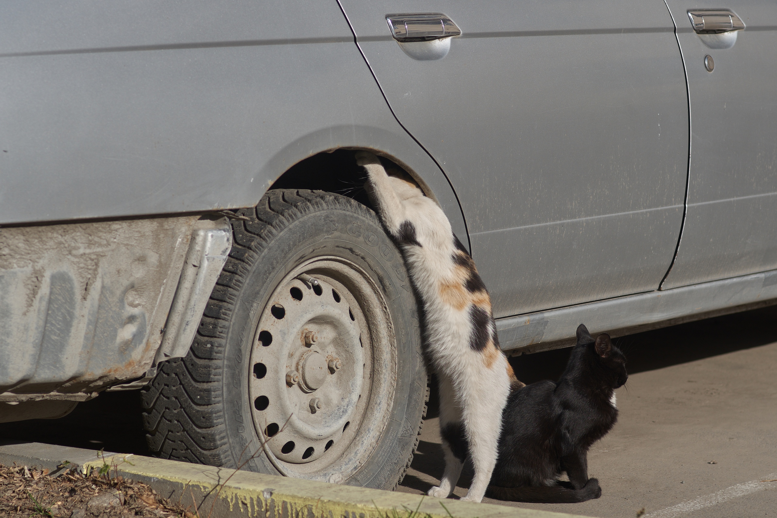 Cats and car - PentaxForums.com