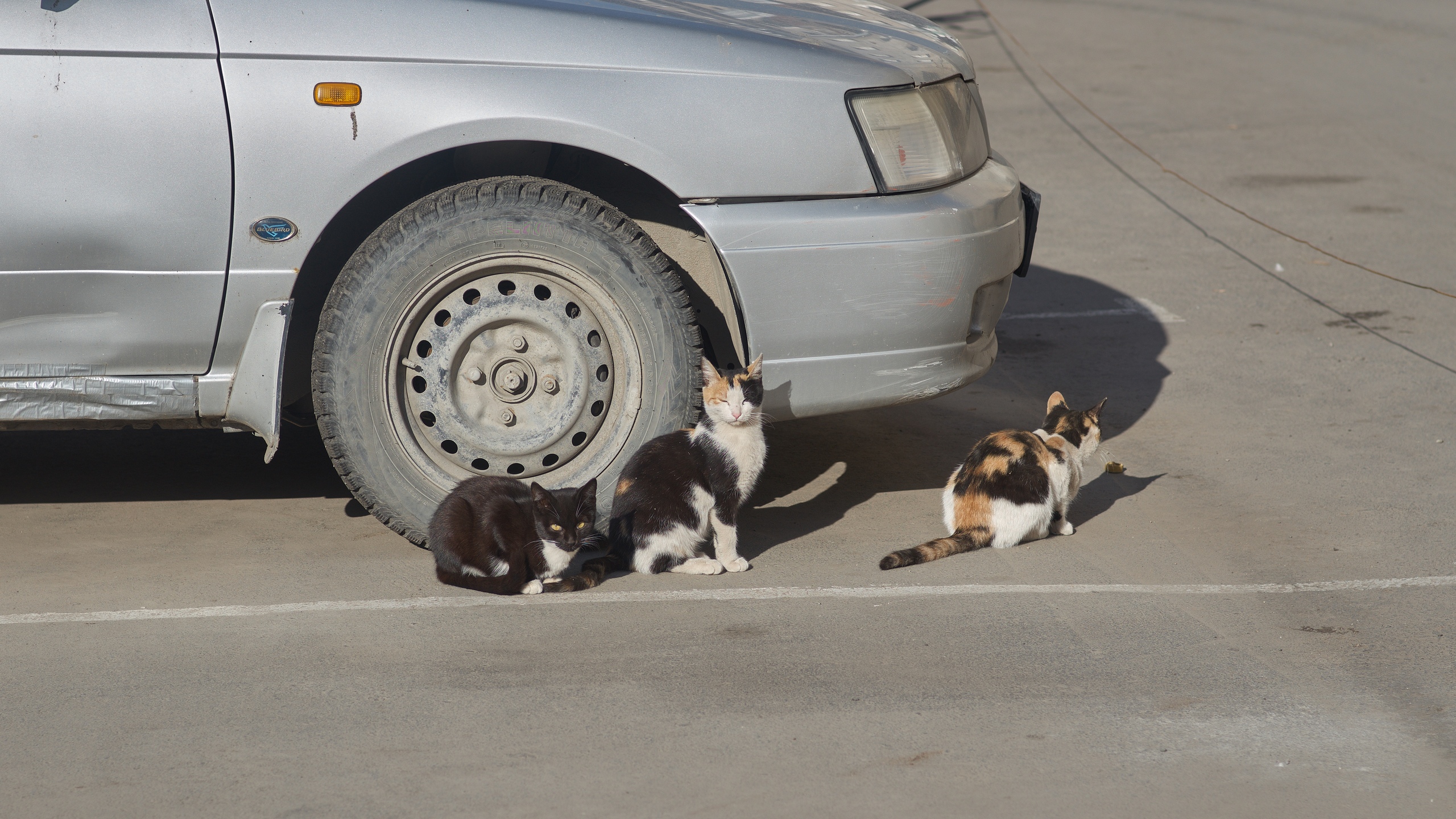Cats and car - PentaxForums.com