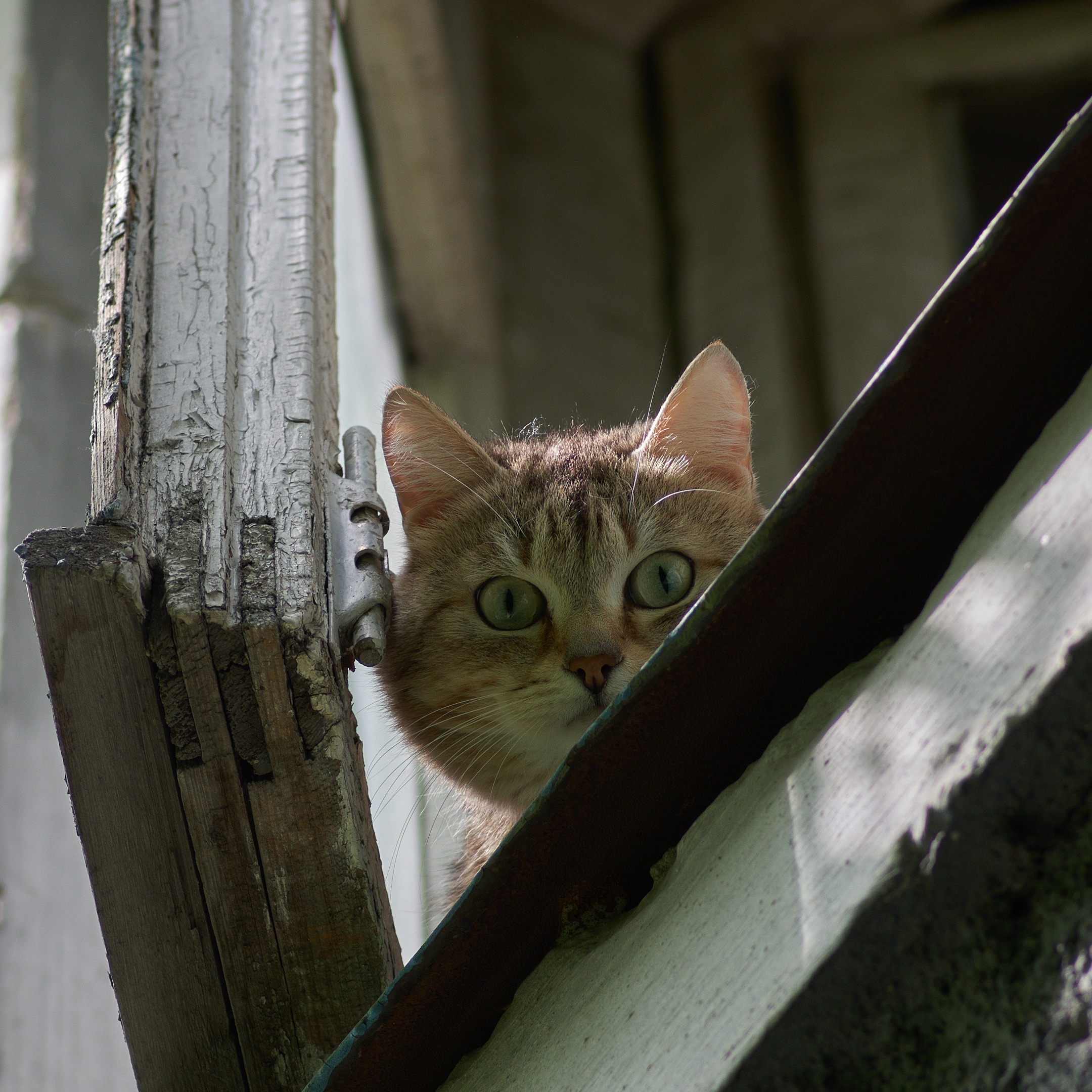 Curious Cat