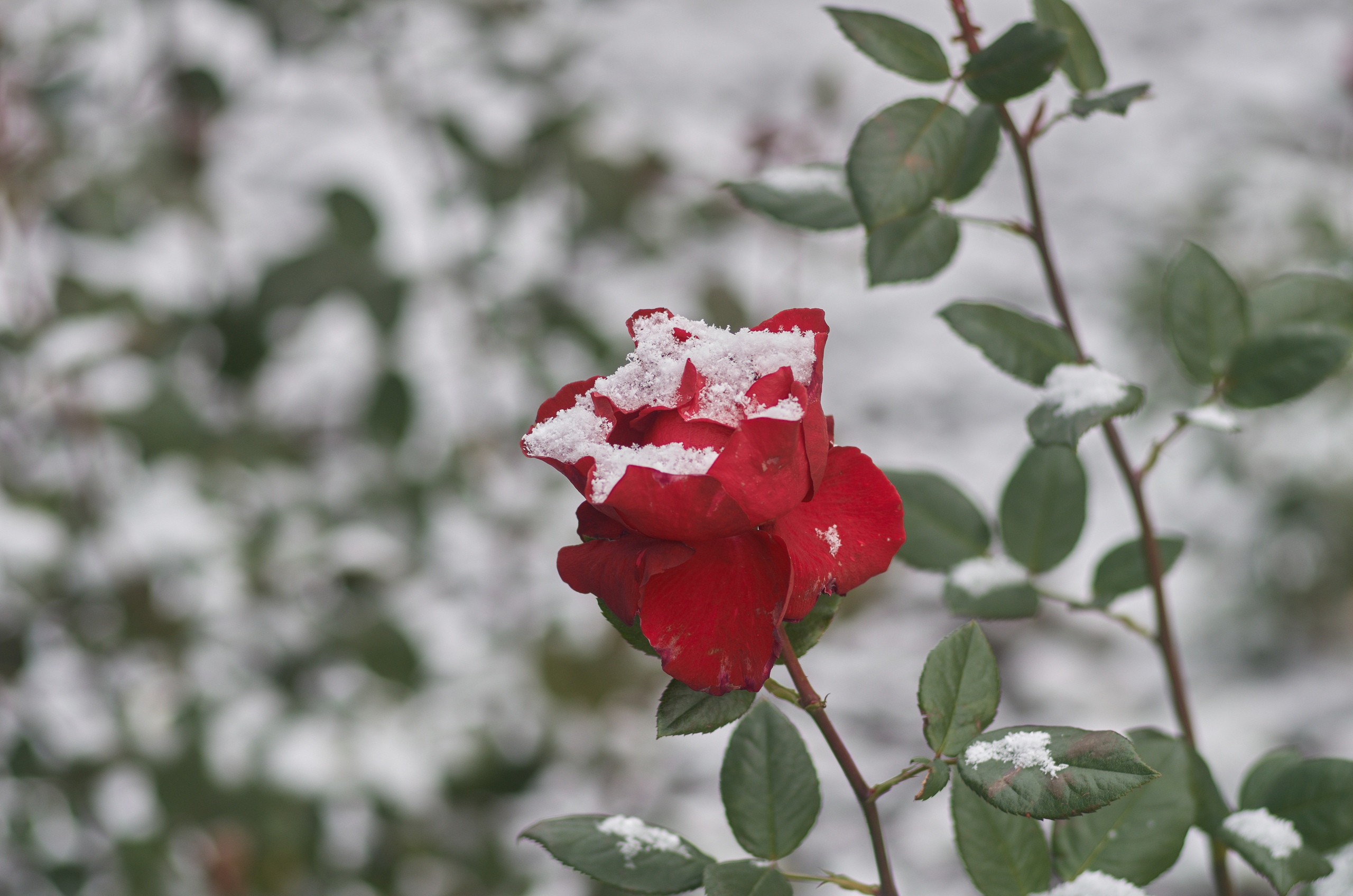 Snow and roses - PentaxForums.com