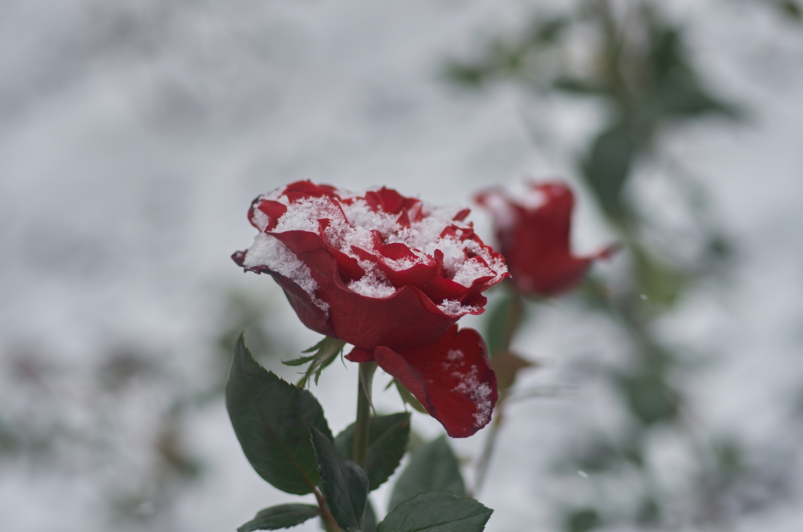 Snow and roses - PentaxForums.com
