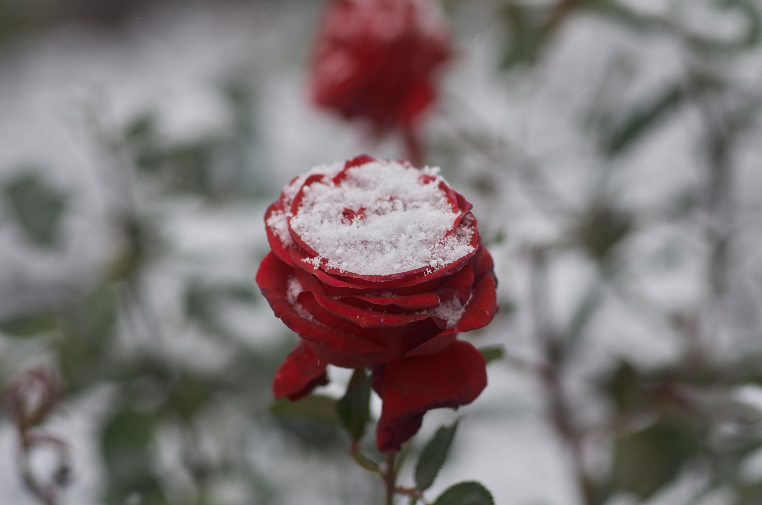 Snow and roses - PentaxForums.com