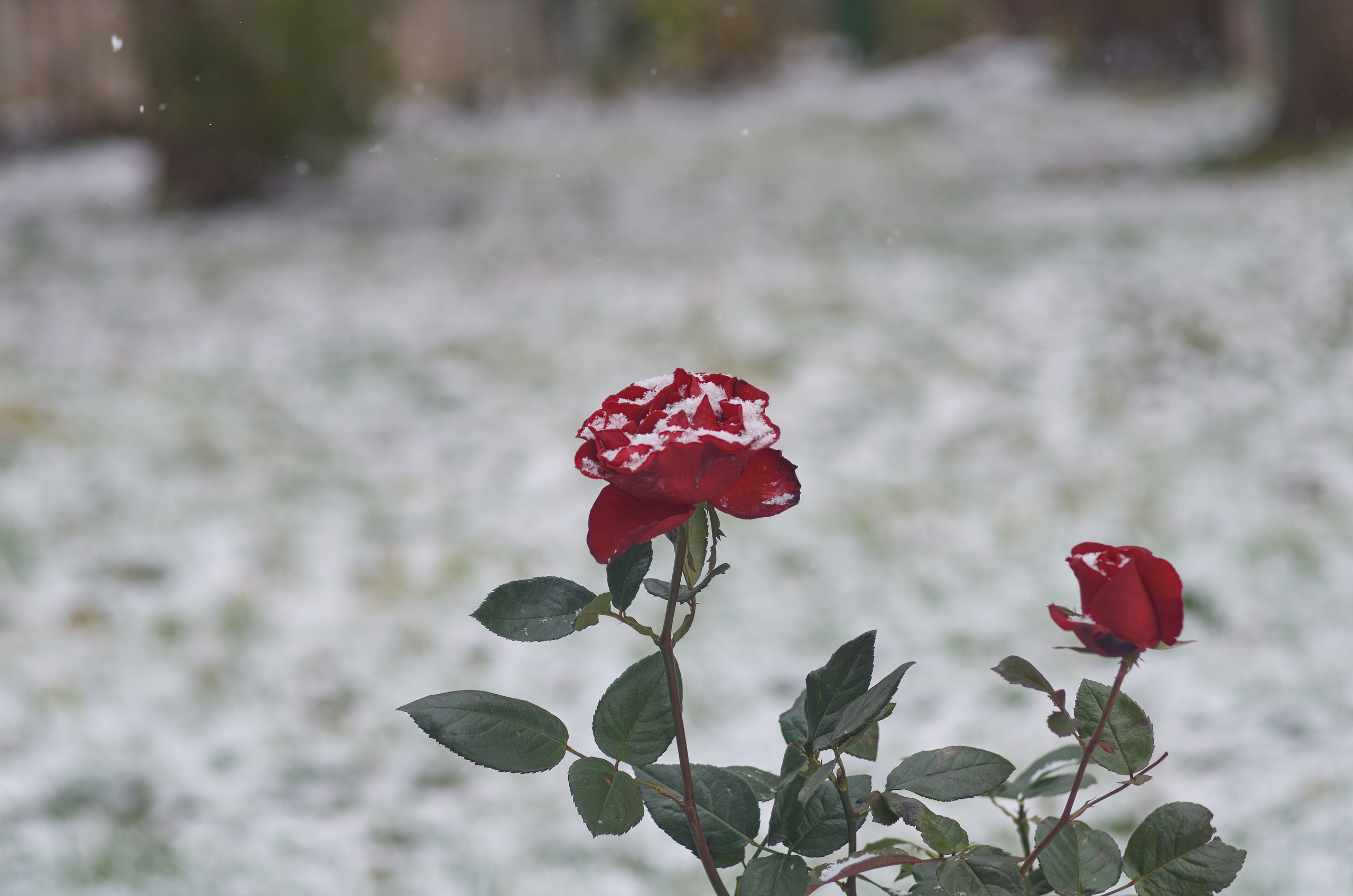 Snow and roses - PentaxForums.com