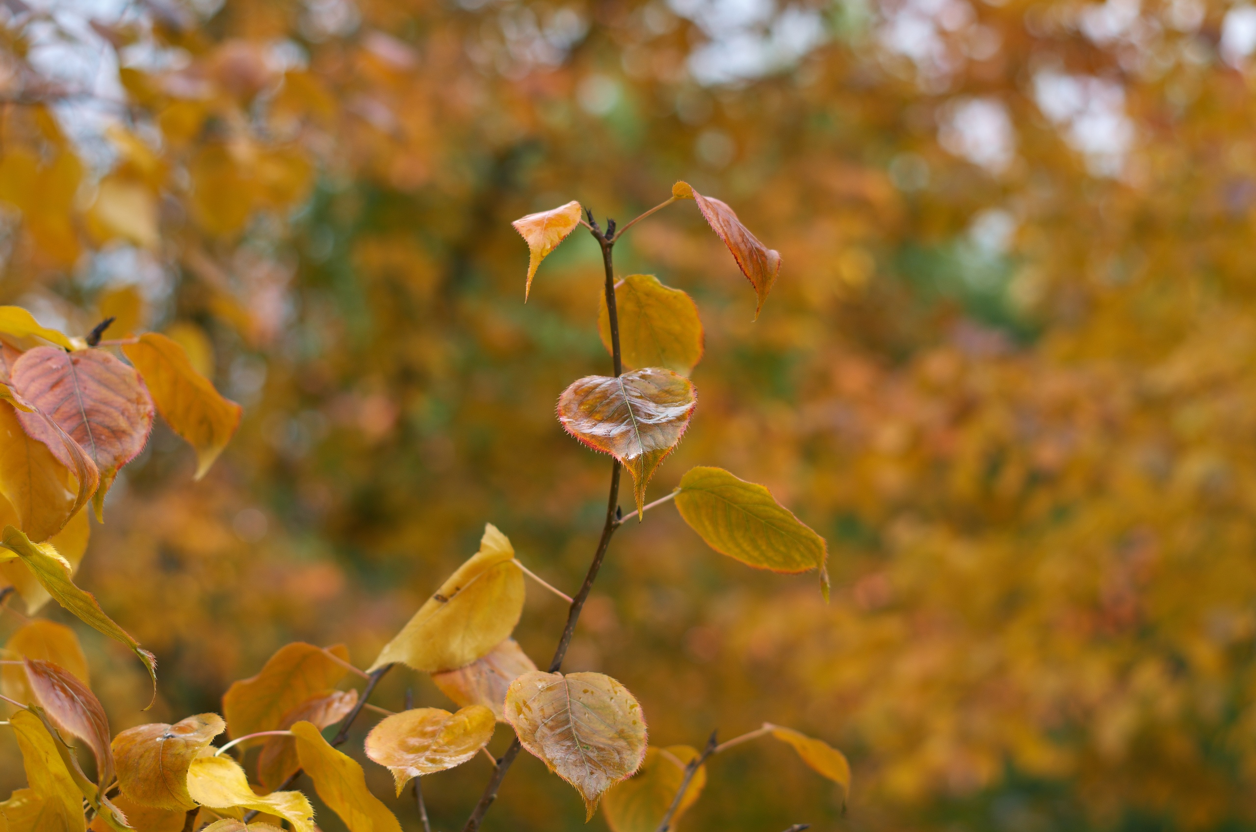 Autumn colours - PentaxForums.com