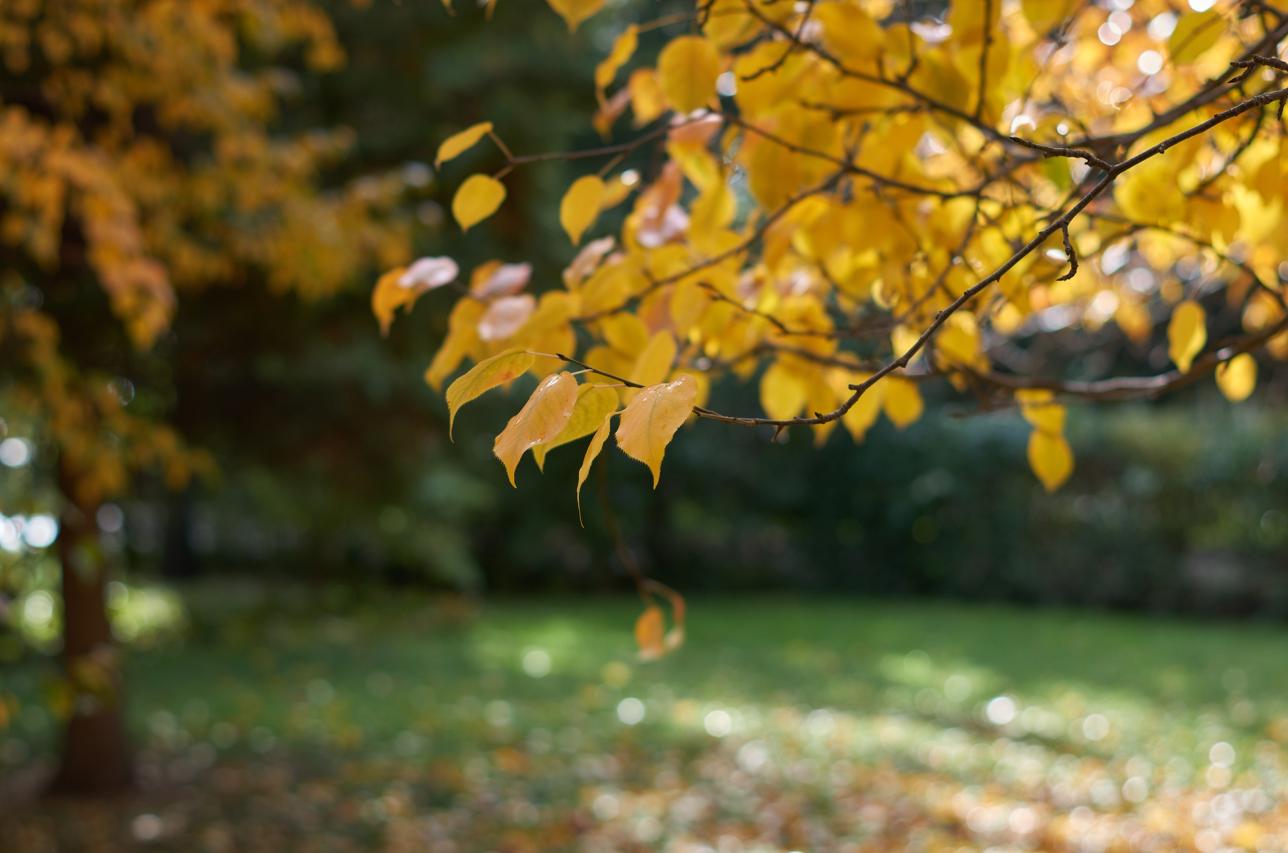 Autumn colours - PentaxForums.com