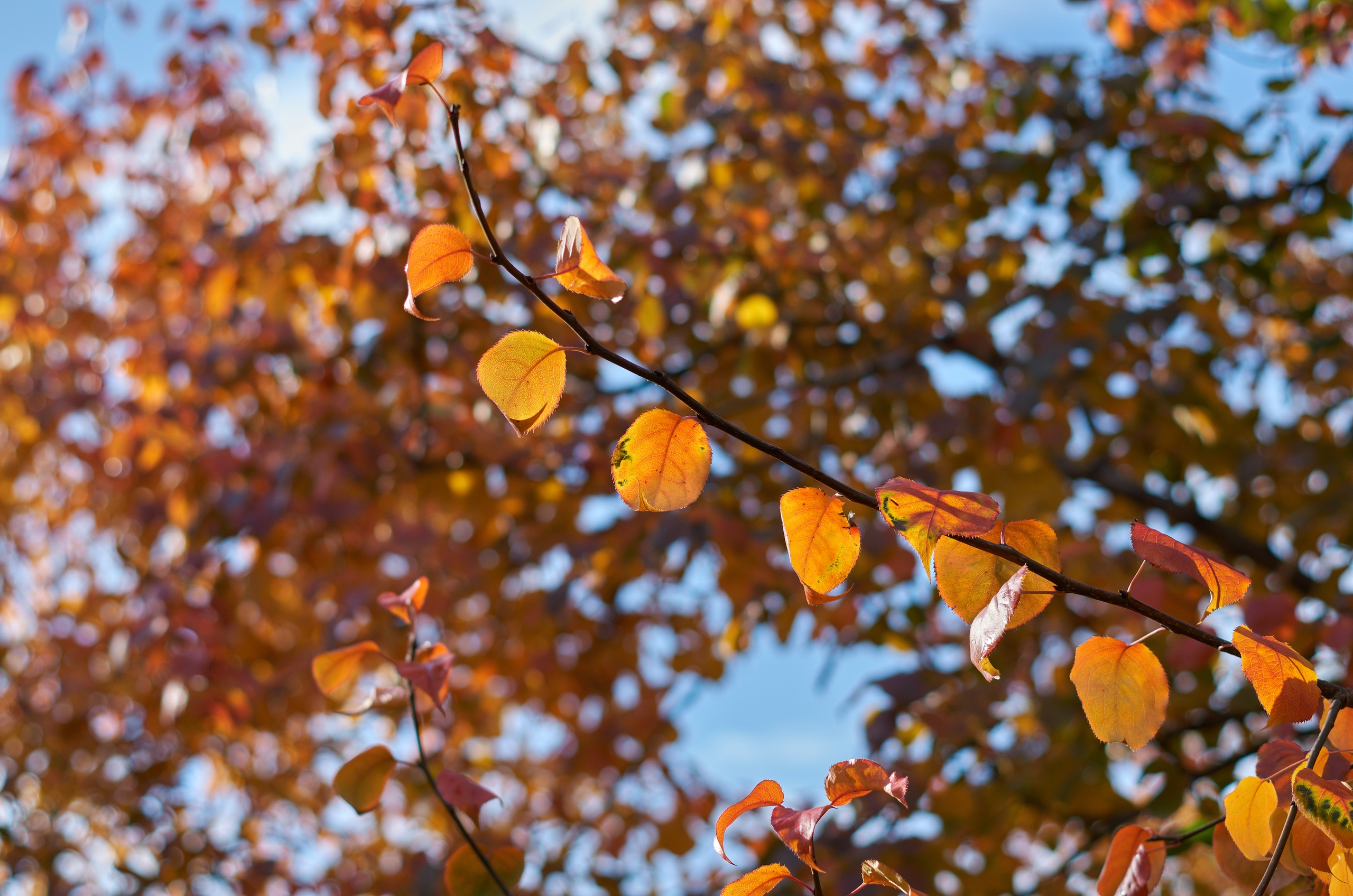 Autumn colours - PentaxForums.com