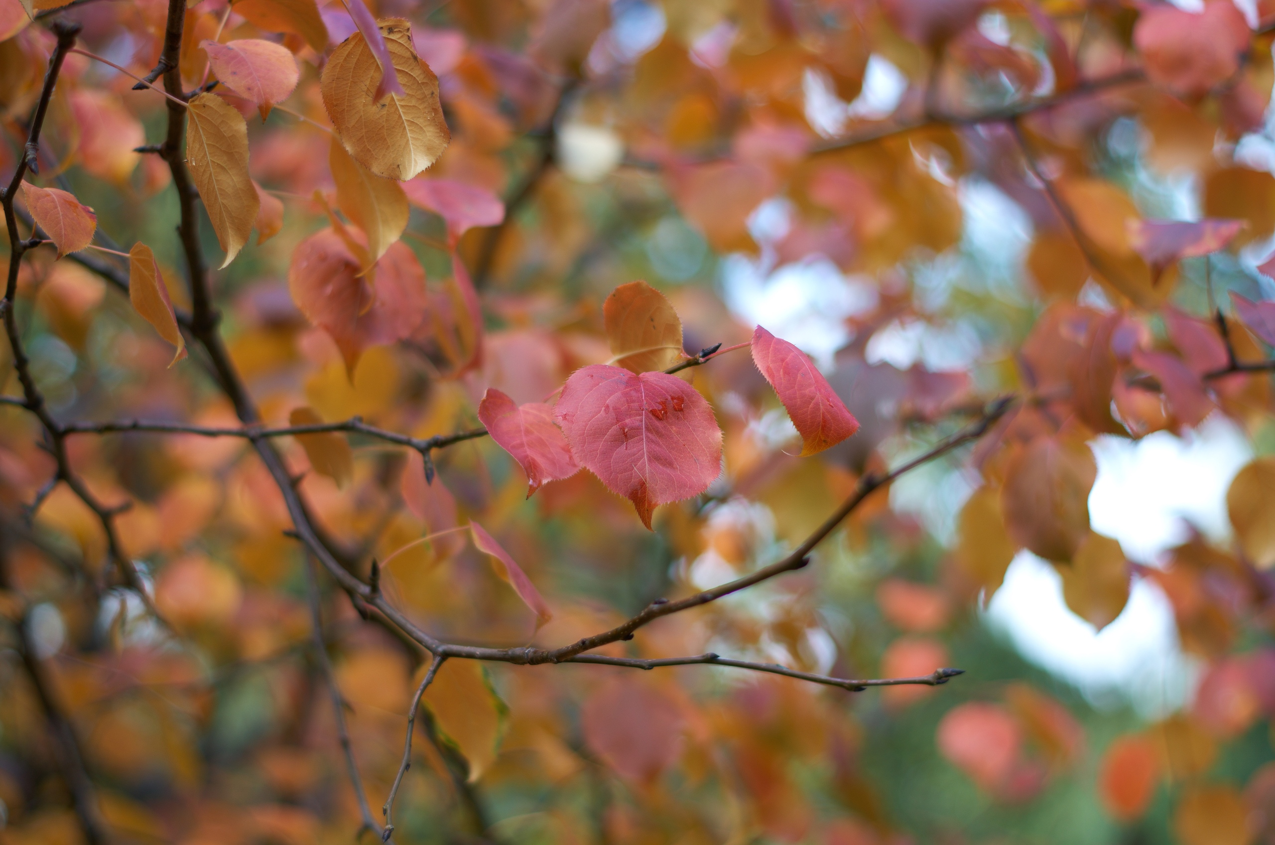 Autumn colours - PentaxForums.com