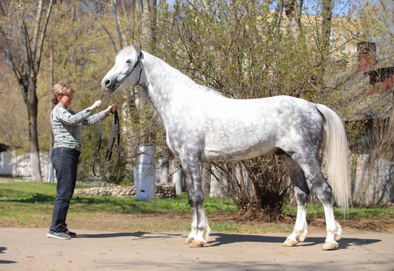 Пин от пользователя Н. М. на доске Orlov Trotter (Орловский рысак ...